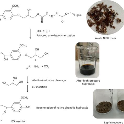 Chemical Recycling Of A Lignin Based Non Isocyanate Polyurethane Foam