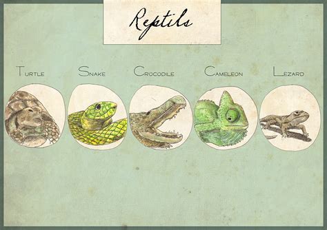 Animals Classification Game Behance