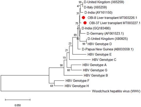 Maximum Likelihood Phylogenetic Tree Construction Based On The Clustal