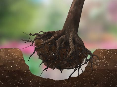 Ways To Remove A Tree WikiHow