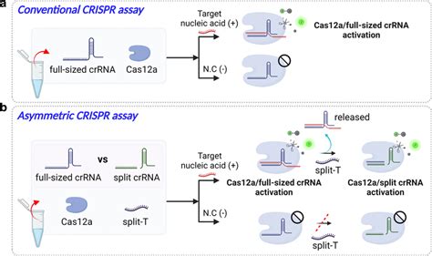 Schematic Illustration Of Nucleic Acid Detection By The Conventional Download Scientific