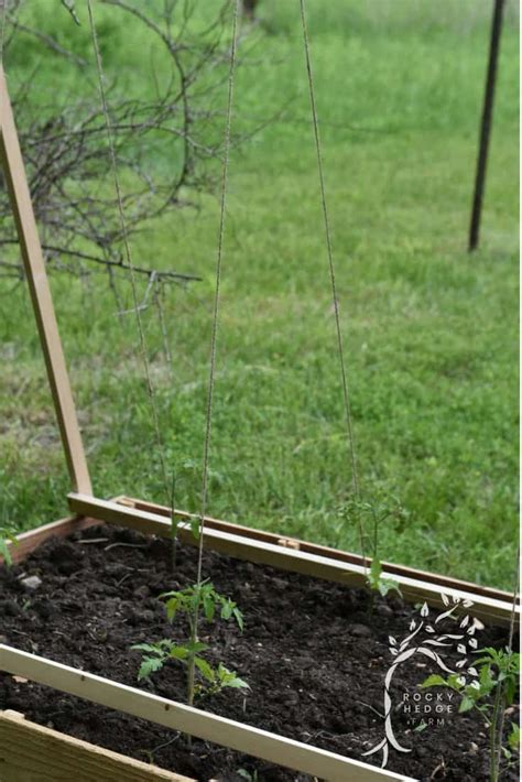 Easy Diy String Tomato Trellis Rocky Hedge Farm