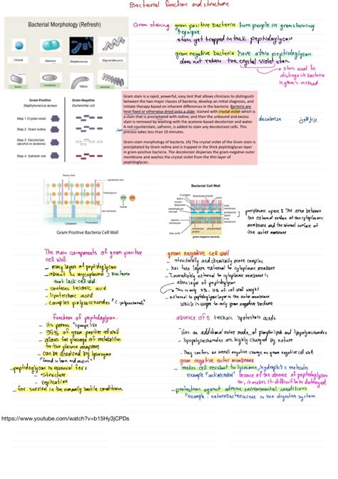 Structure And Function Of Bacteria Copy Notability Gallery