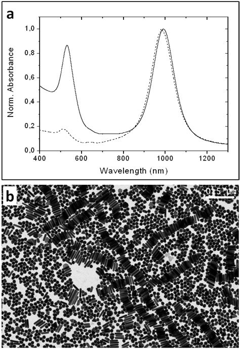 Figure S1 A Visible Nir Extinction Spectra Of Gold Nanorods Before
