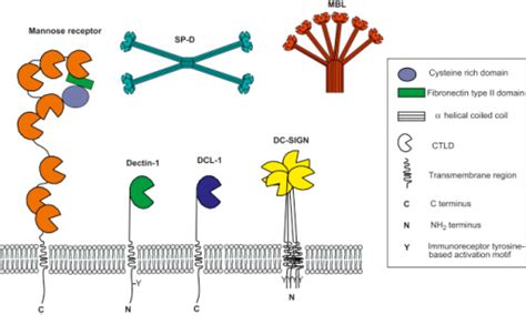 Structural Representation Of C Type Lectin Proteins Ma Open I