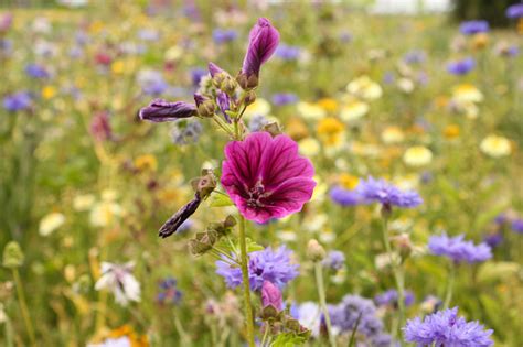 보라색 맬로 꽃 클로즈업과 여름에 네덜란드의 배경에 야생화의 다채로운 다양성 0명에 대한 스톡 사진 및 기타 이미지 0명 개화기 곤충 Istock