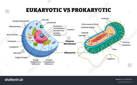 Differences Between Eukaryotic Cell Prokaryotic Cell Stock Vector