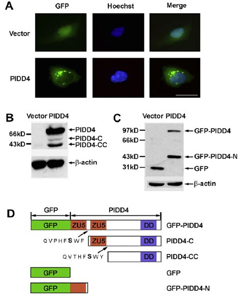 Subcellular Localization And Auto Cleavage Of Pidd4 A Pidd4 Locates Download Scientific