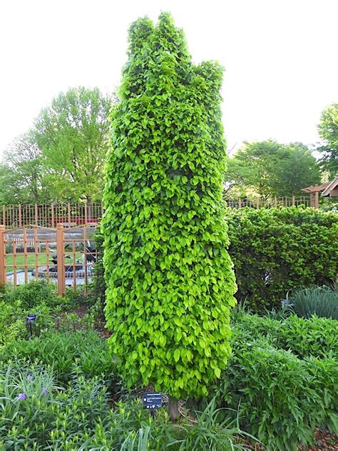 What Is Columnar Hornbeam At George Bray Blog