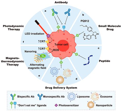 Phagocytosis Macrophage