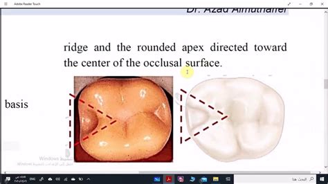 Rest And Rest Seat Part2 Occlusal Rest Lingual Rest And Incisal Rest Youtube