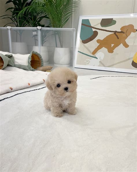 퓨어크림토이푸들 채원 올리펍스 올리푸들강아지분양토이푸들말티푸비숑