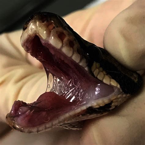 Regular Ball Python Mouth Vs Sick Ball Python Album On Imgur