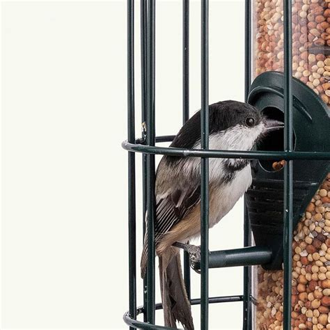 Arlmont Co Squirrel Resistant Bird Feeders With Perches Bird Feeder Squirrel Proof Chew