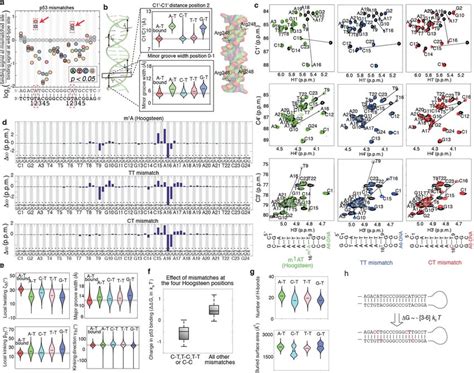 The Effects Of Mismatches On P53dna Binding A Mismatch Profile For