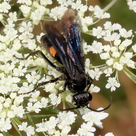 Id Help Please Bugguide Net