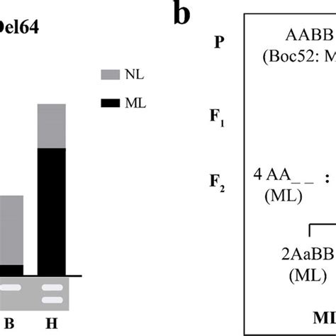 Genetic Model Of Ml Based On Marker Indel64 Analysis A Frequency