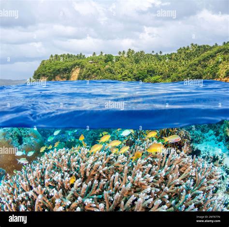 A Split Scene With A Shallow Hard Coral Reef Below And Coconut Palm Tree Filled Island Above