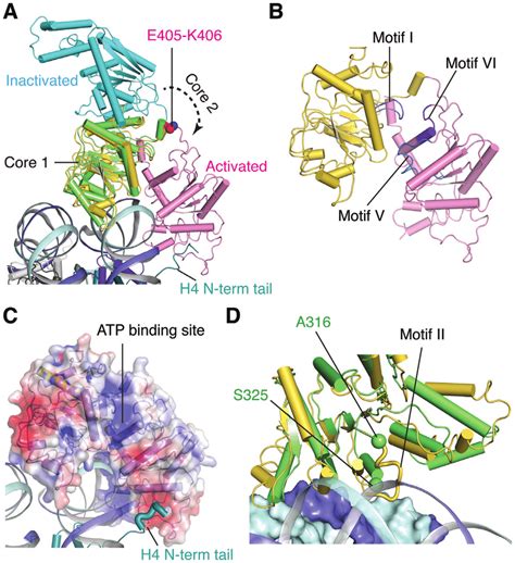Conformational Transition Of The Iswi Atpase Domain Upon Nucleosome