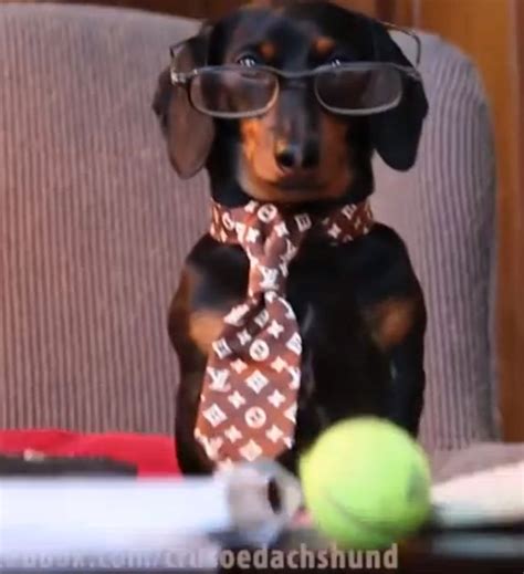 Tax Season Will Soon Be Upon Wrapping Up Where Do Doxies In The Know