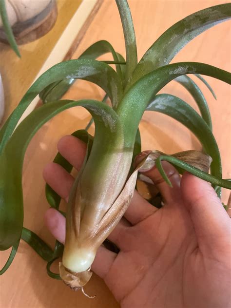 請益 空氣鳳梨怎麼了 植物板 Dcard