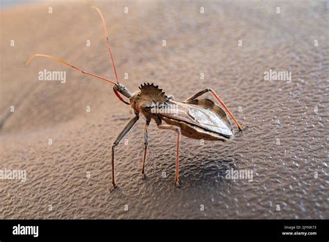 Giant Prehistoric Insects