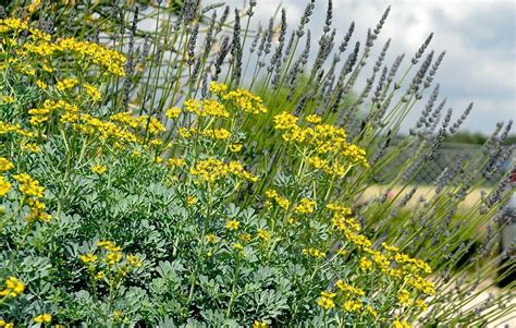 Медовий Спас 2022 як зібрати букет на Маковія фото РБК Украина