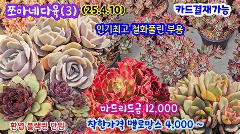 쪼아네다육3 예쁜 다육이 입고 부용 먼로 해돋이 마리안느금 모카 에오니움 Youtube