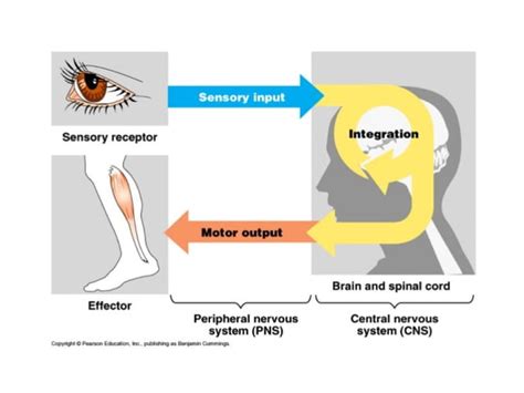 Coordination And Response The Nervous System Odp First Aid Injuries