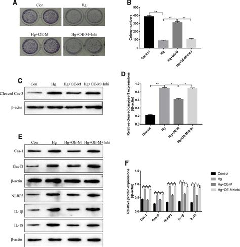 High Glucose Inhibited Rpe Cell Viability By Regulating Download