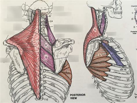 Scapular Stabilization Diagram Quizlet