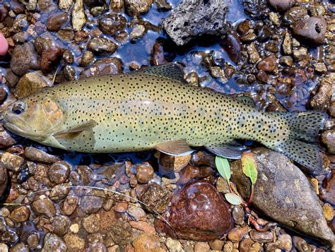 Apache Trout