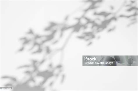 브랜딩을 위한 섀도우 오버레이 효과 모형 자연 조명의 장면 흰색 벽에 나뭇가지의 회색 그림자 0명에 대한 스톡 사진 및 기타 이미지 Istock