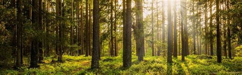 Isolation Forest For Anomaly Detection By Sena Ozgunay Medium