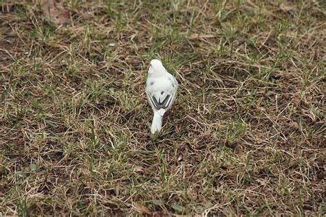 Leucistic Dark Eyed Junco