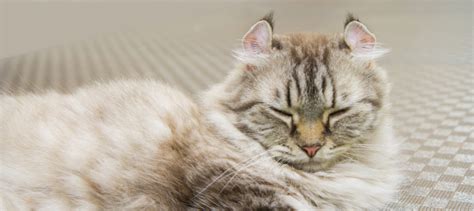 American Curl Cat American Curl Cat