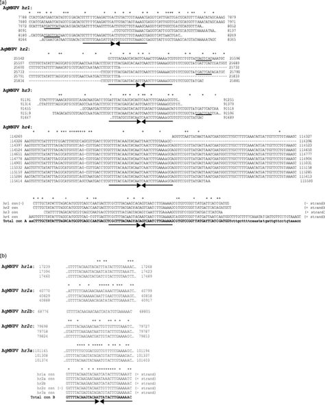 Dna Alignment Of Agmnpv 2d Hrs Generated Using Clustal X A Hr1 Hr4