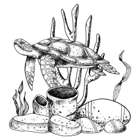 Vector Illustration Of Sea Turtle Corals And Algae Underwater Life