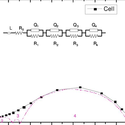 Proposed Equivalent Electrical Circuit Models For The Whole Cell