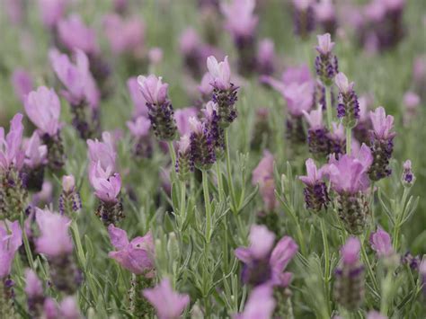 How To Grow Spanish Lavender