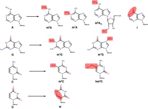 Nucleotide Base Structure Dna Structure And Nucleotide Base Stock