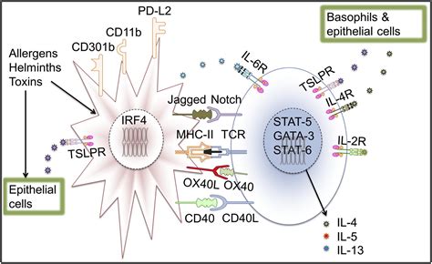 What On “irf” Is This Gene 4 Irf4 Transcription Factor Dependent Dendritic Cells Are Required