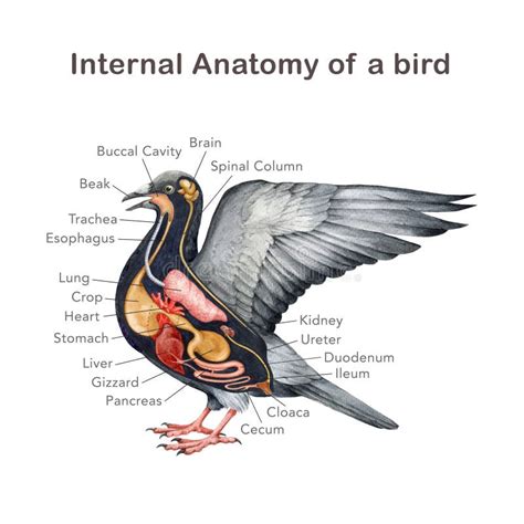 Anatomy Of A Bird With Organ Name Scheme Hand Drawn Detailed