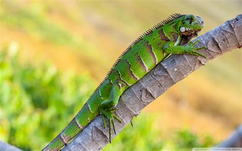 Download Green Iguana On Tree Limb Wallpaper