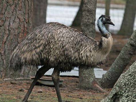 Featherless Emu