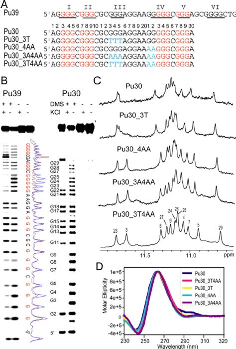 A The Promoter Sequence Of The Bcl 2 Gene And Its Modi Fi Cations