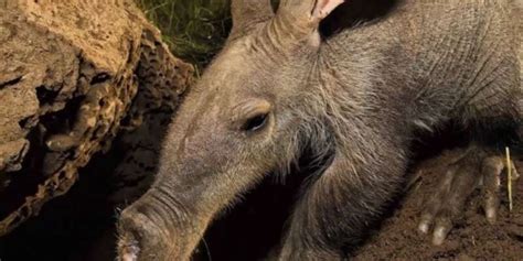 Aardvark A Complete Guide To The African Aardvark