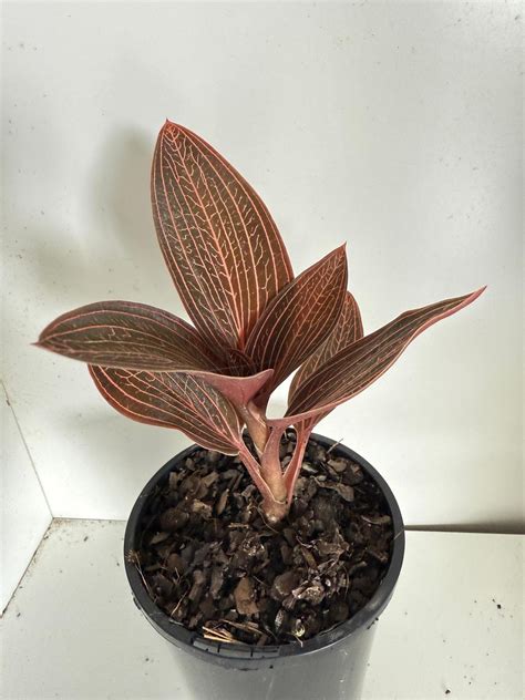 Buy Jewel Orchid Ludisia Discolor Rare Velvet Orchid