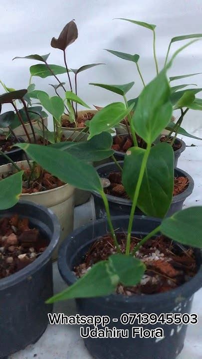 🦋ලොකු ගස් ගන්න ලොකු ගානක් අතෙත් නෑ පොඩි පැල වල මල් එනකම් ගොඩක් කල් බලන් ඉන්නත් බෑ එහෙනම් මේක