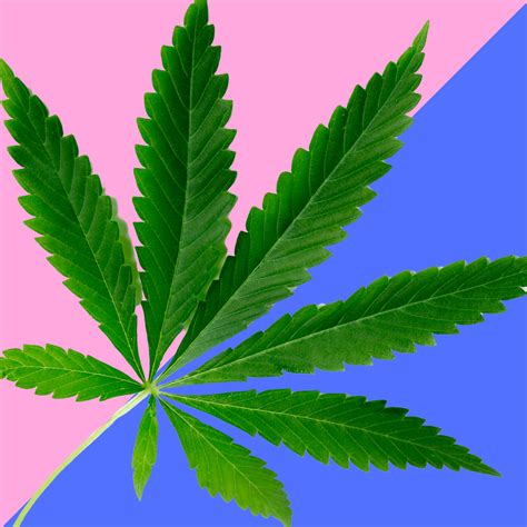 Growing Green Gold The Role Of Cannabis Sex Testing In Crop Optimization